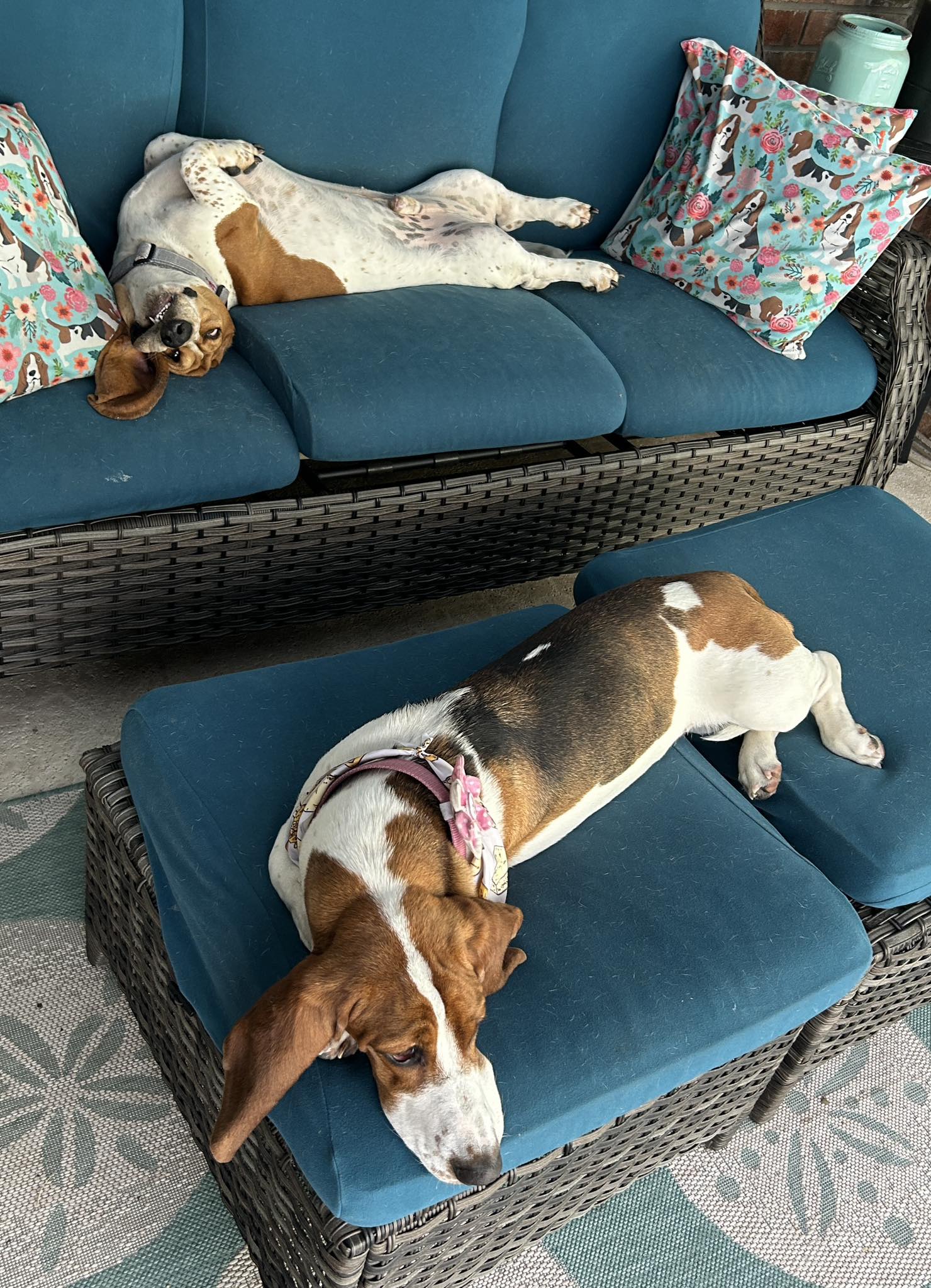 Foster - Suncoast Basset Rescue